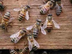 PRODUCCIÒN APICOLA SOSTENIBLE